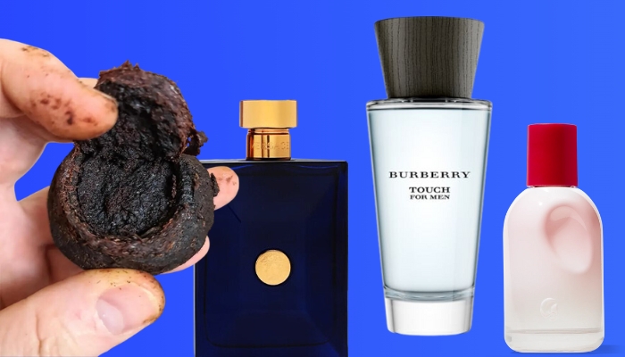 What Does Musk Smell Like? [With 3 Amazing Musky Colognes]