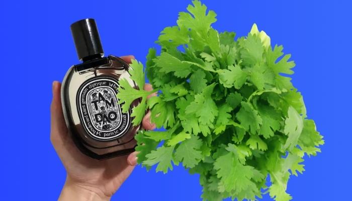 What Does Coriander Smell Like? [Plus 3 Amazing Fragrances]