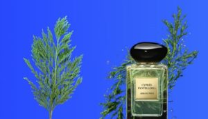 What Does Cypress Smell Like? [Find Out With 3 Fragrances]