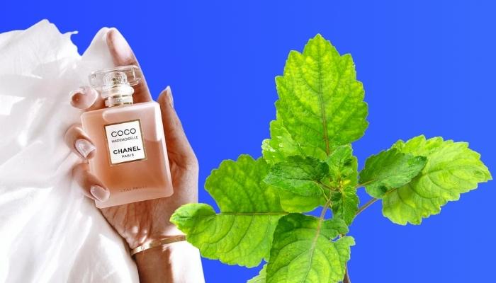 What Does Patchouli Smell Like? [Plus 3 Must-Try Fragrances]