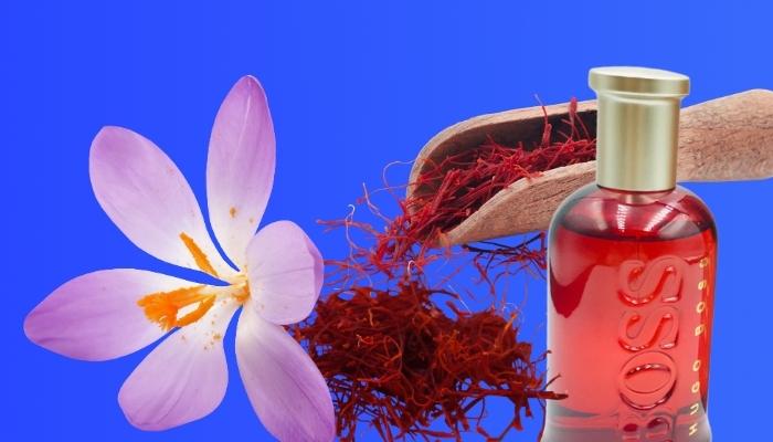 What Does Saffron Smell Like? [Plus 3 Must-Try Fragrances]