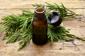 What Does Cypress Smell Like? [Explore the Woodland]