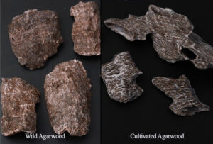 What Does Oud Smell Like? [A Tale of Mystic Aroma]