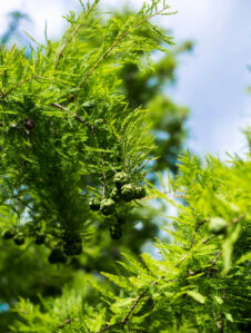 What Does Cypress Smell Like? [Explore the Woodland]